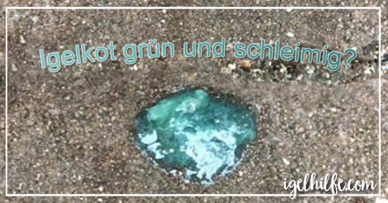 Igelkot grün und schleimig - was tun?